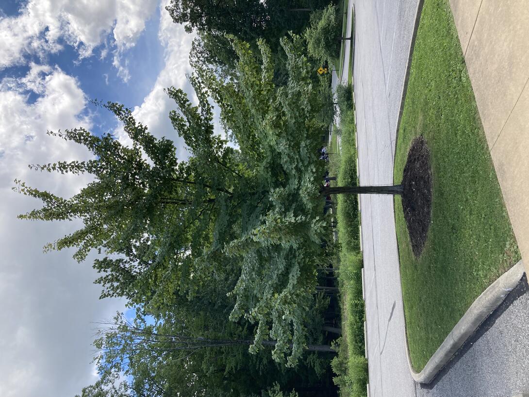 Red Maple | CMP Tree Selection Tool